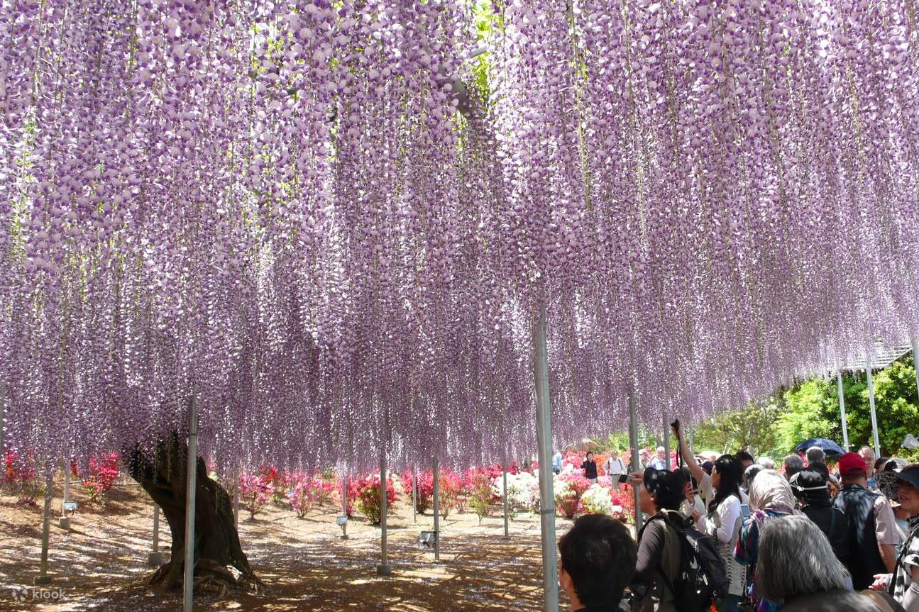 [Tochigi Flower Viewing Day Tour] 2 Great Views Day Tour｜Ashikaga ...